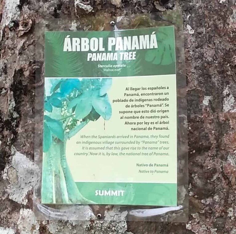 The National Tree of Panama - Spanish Classes In Panama | Learn Spanish ...